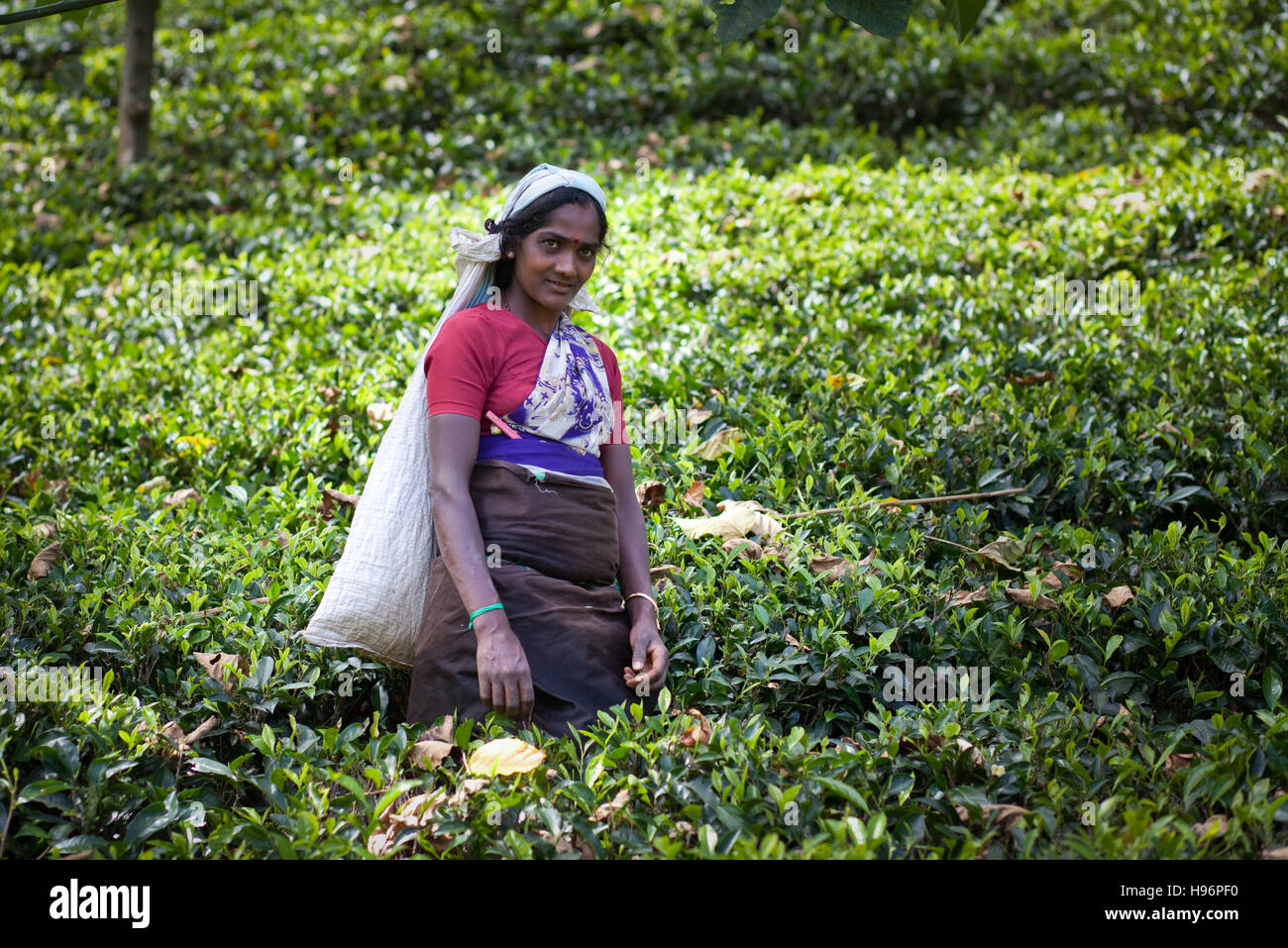 Teapicker hi-res stock photography and images - Alamy