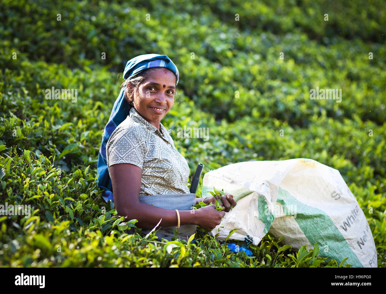 Teapicker hi-res stock photography and images - Alamy