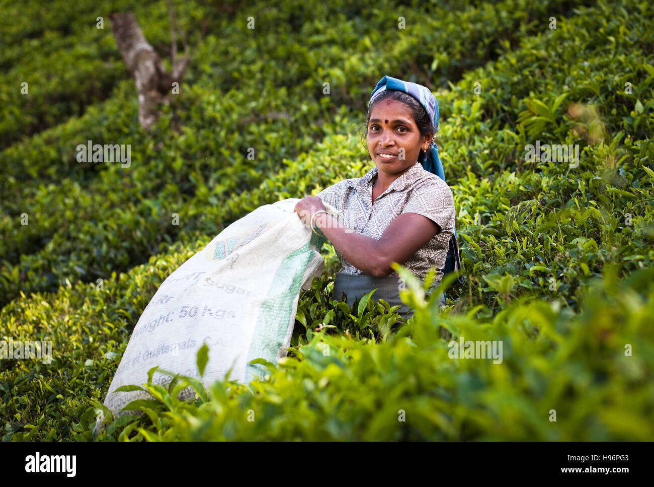 Teapicker hi-res stock photography and images - Alamy