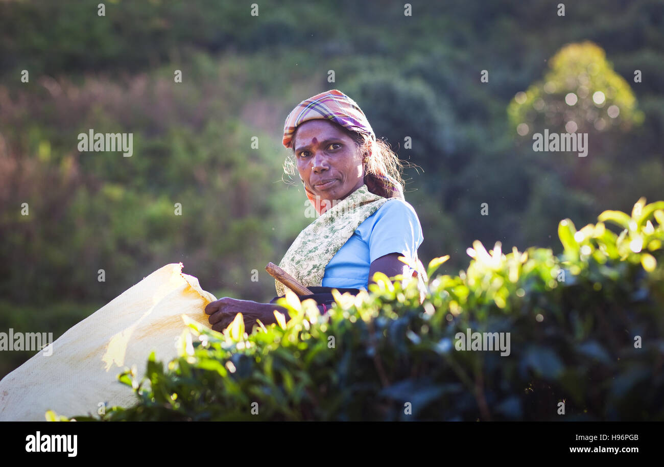 Female tea picker in tea plantation in Maskeliya, January 4, 2015 ...