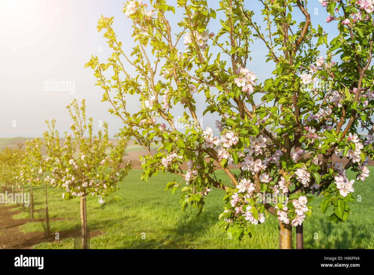 Garden with blooming apple trees, agricultural landscape Stock Photo ...