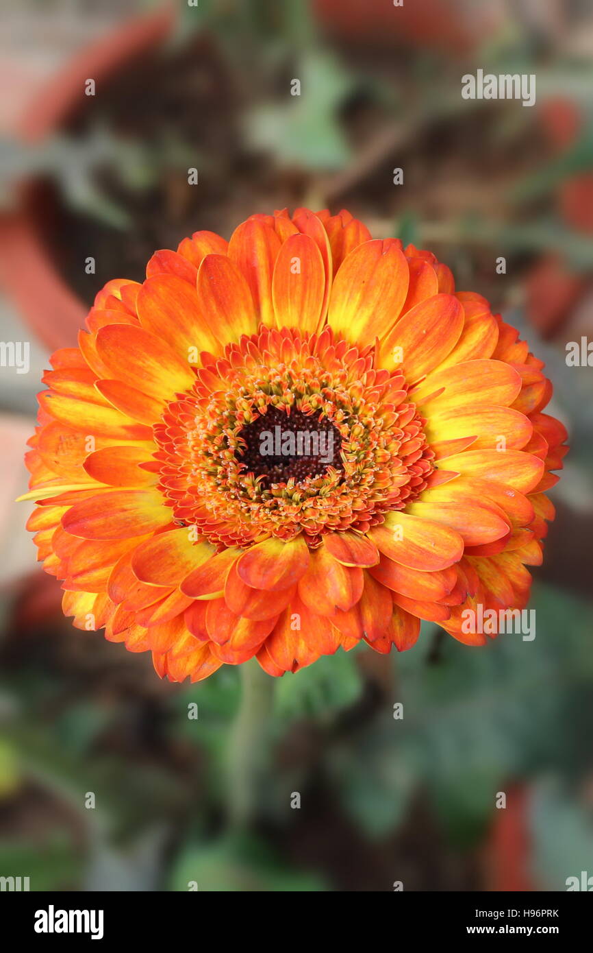 Flower in park Stock Photo - Alamy
