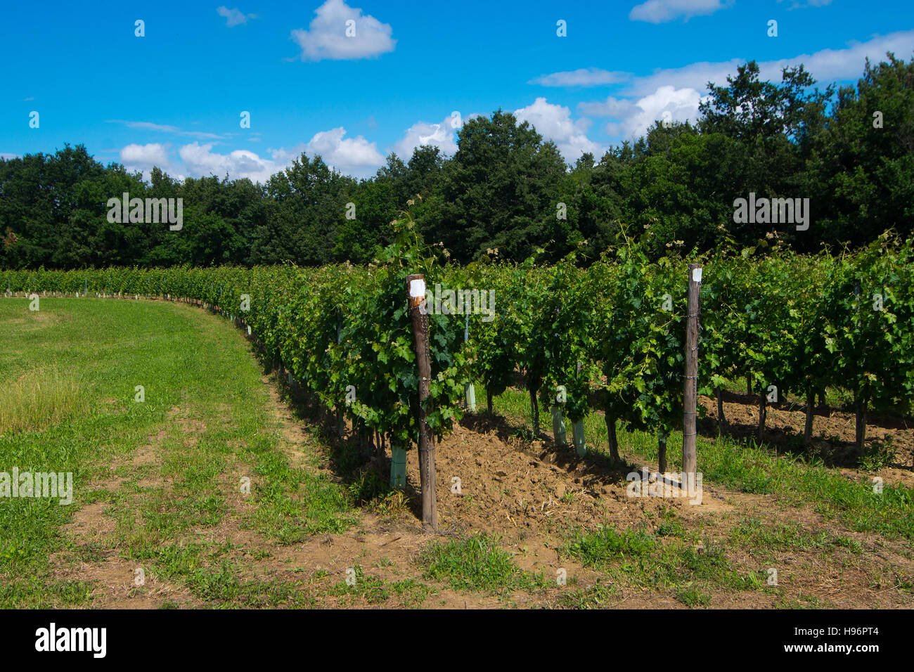 Vineyard watchtower hi-res stock photography and images - Alamy