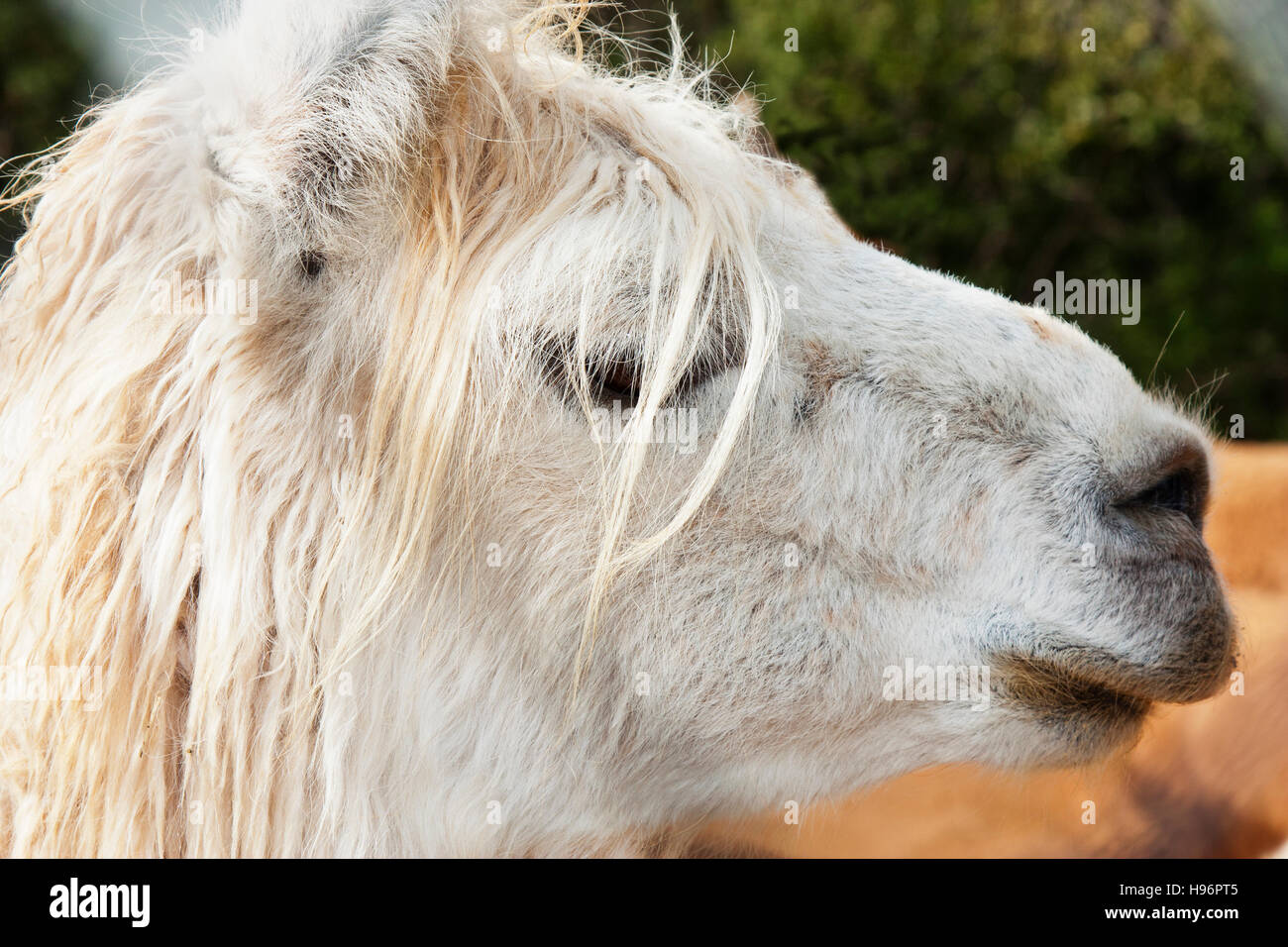 Alpaca head hi-res stock photography and images - Alamy