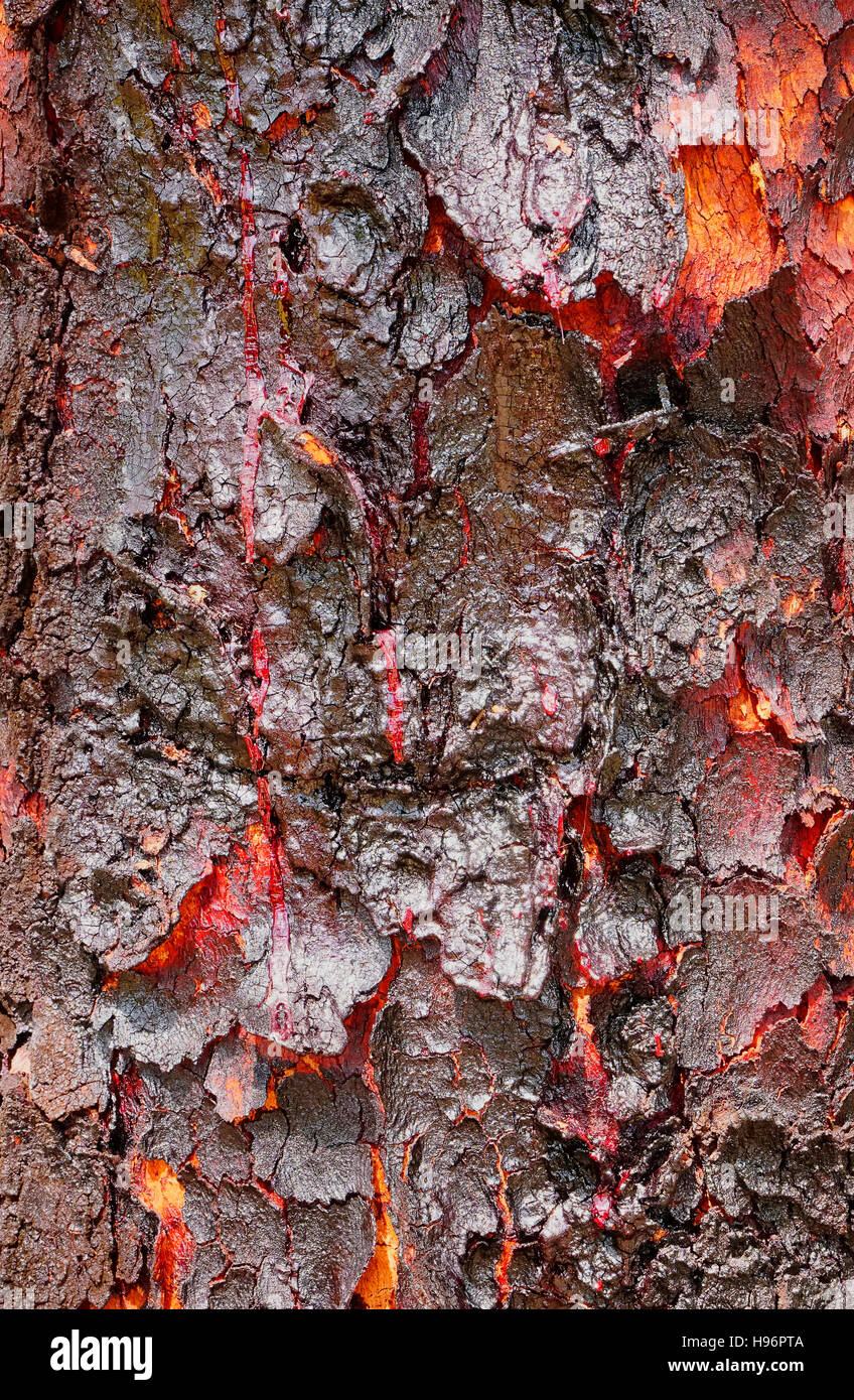 Corymbia terminalis, also known as the desert bloodwood, is a tree ...