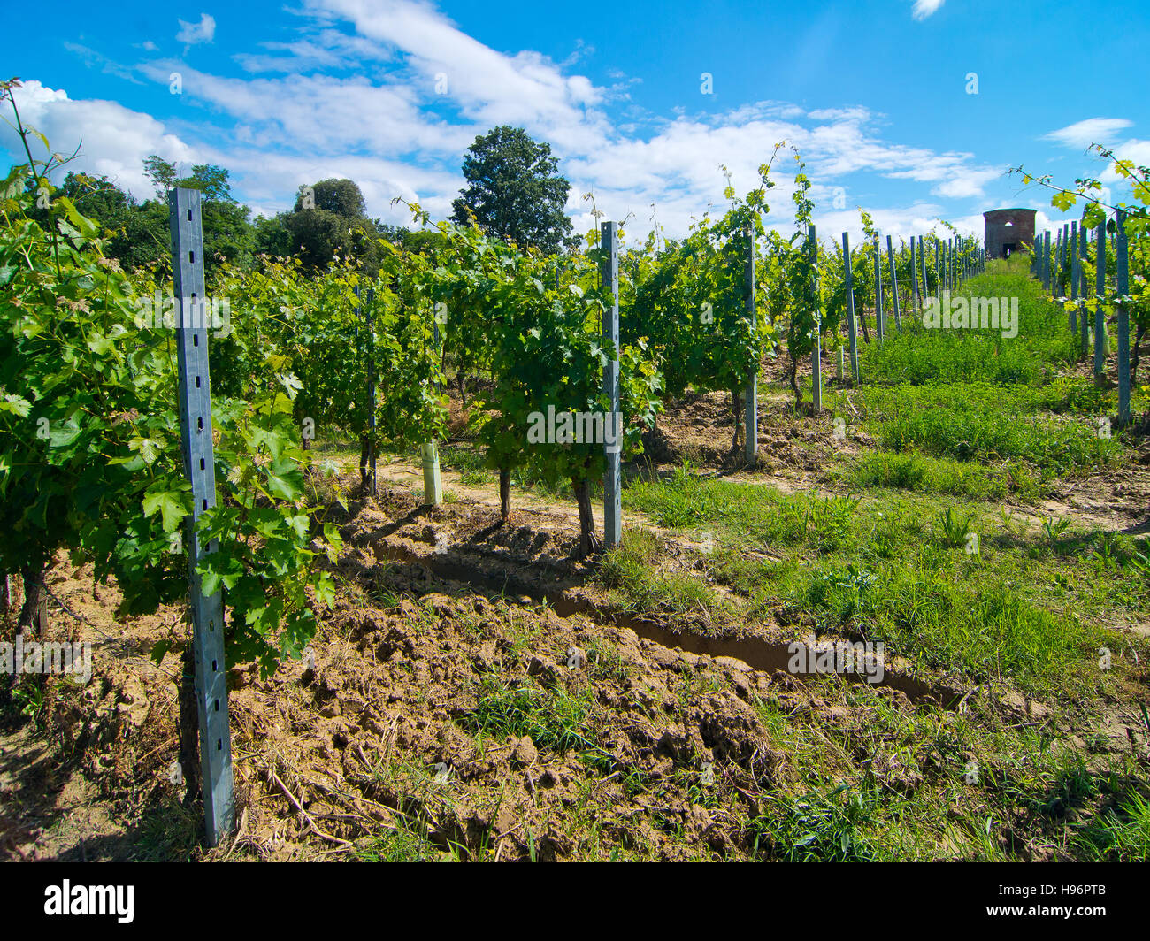 Vineyard watchtower hi-res stock photography and images - Alamy