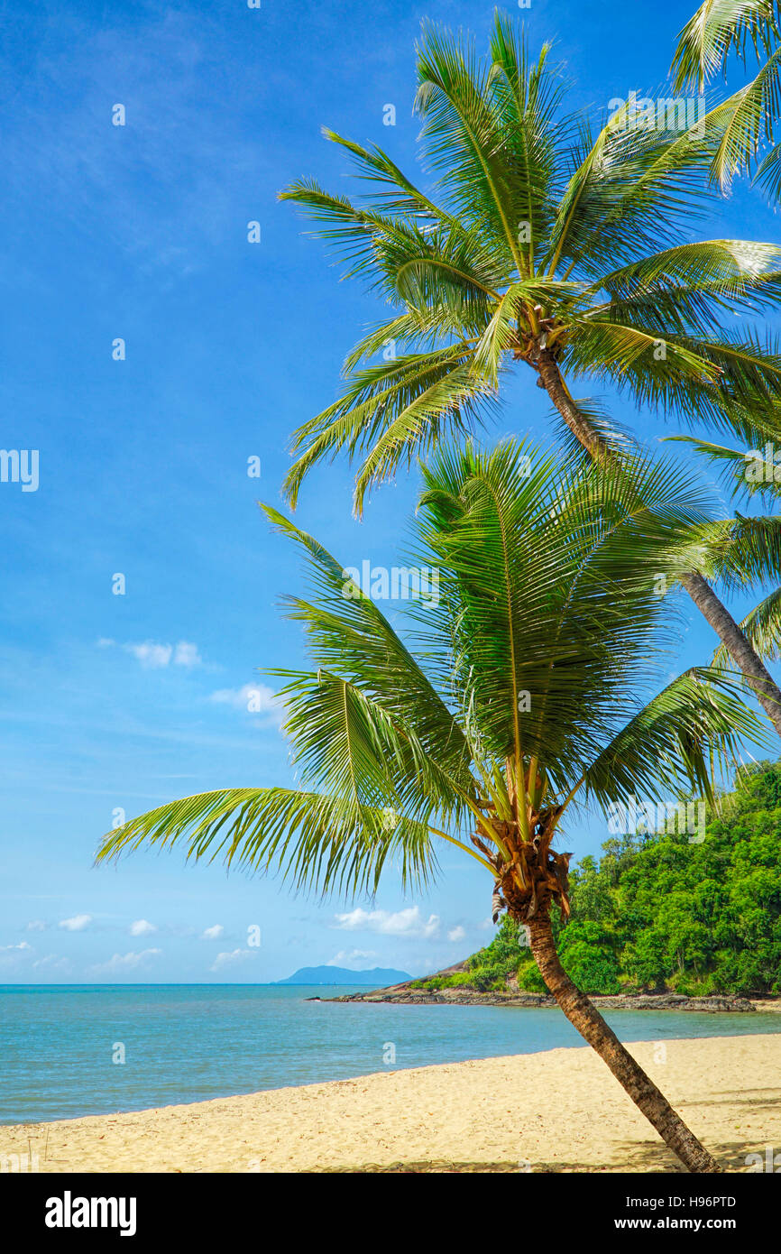Cairns Australia coconut palms at the beach Stock Photo - Alamy