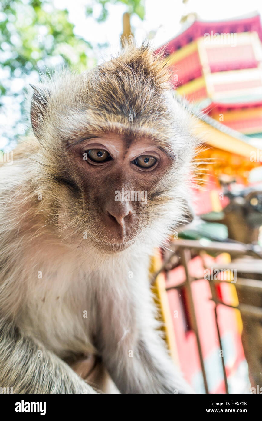 Monkey cave temple hi-res stock photography and images - Alamy