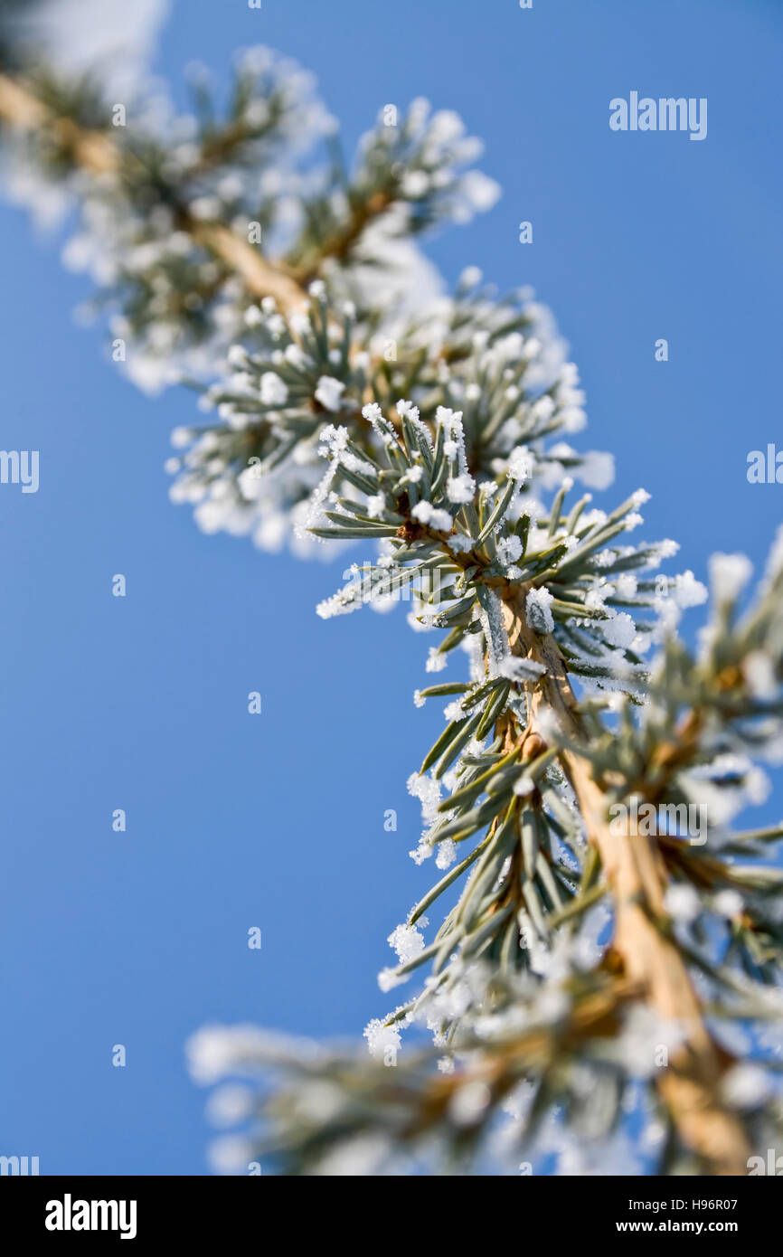 Frosted pine tree branch Stock Photo - Alamy