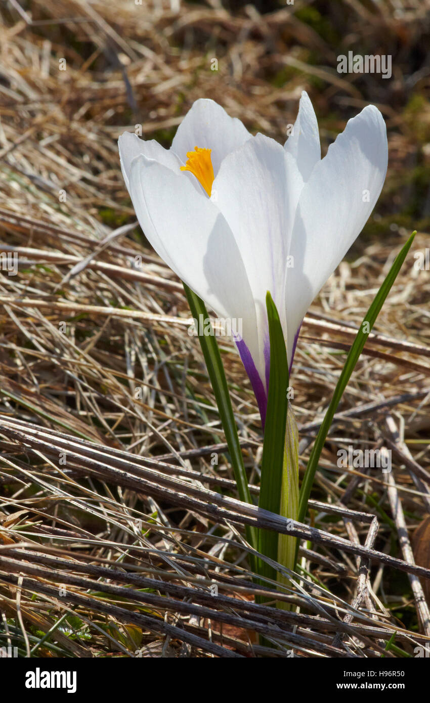 White crocus hi-res stock photography and images - Alamy