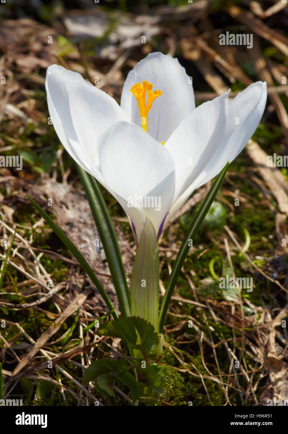 White crocus hi-res stock photography and images - Alamy