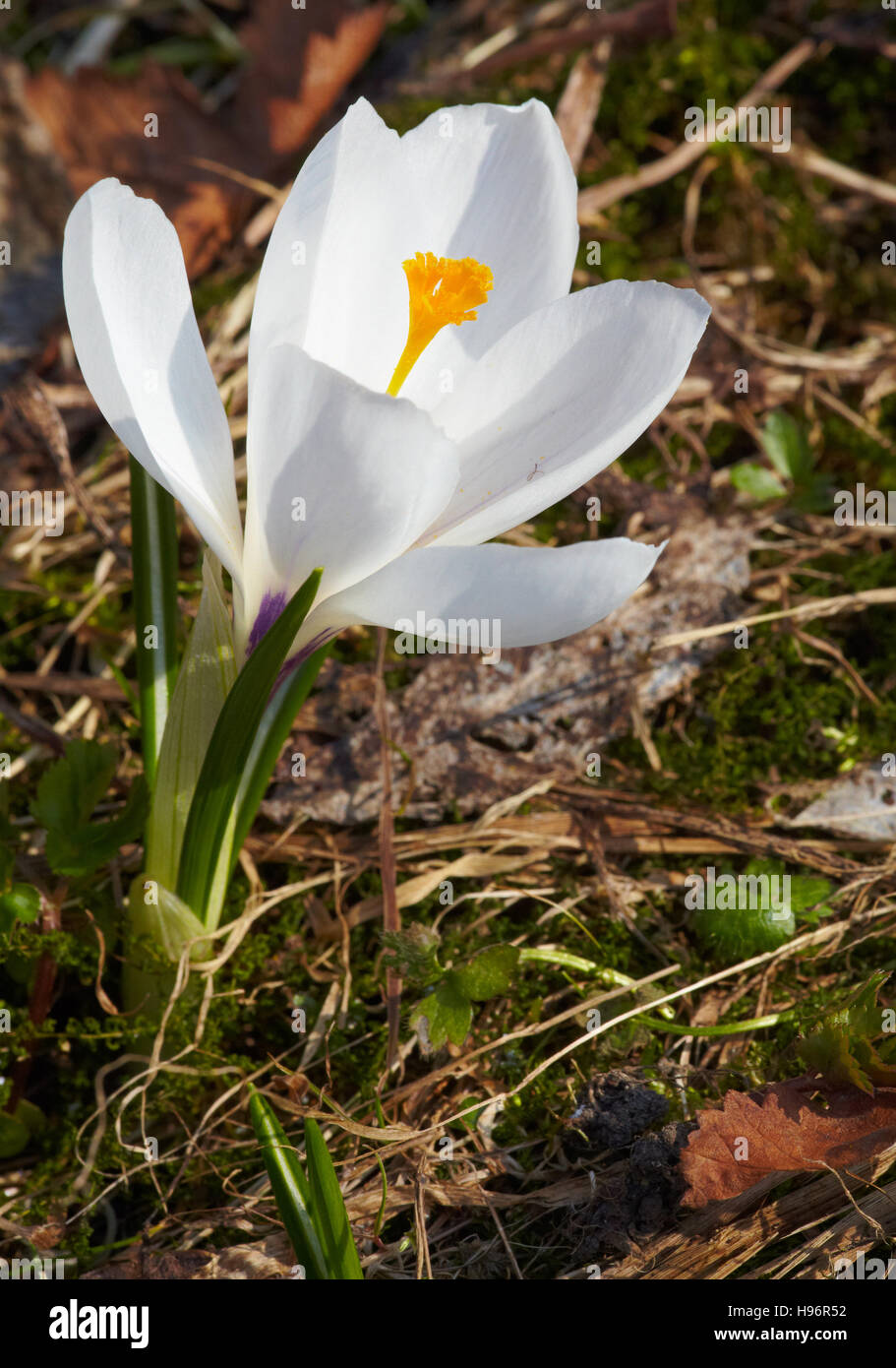 White crocus hi-res stock photography and images - Alamy