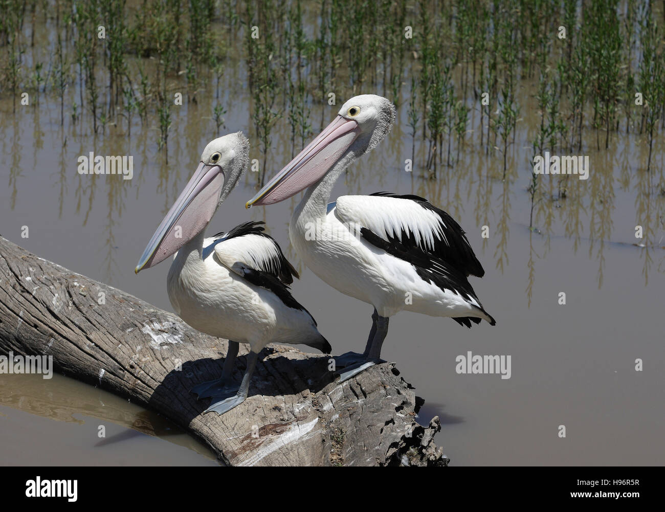 Two pelicans sitting on a tree log in water, Lake Guthridge, River and ...