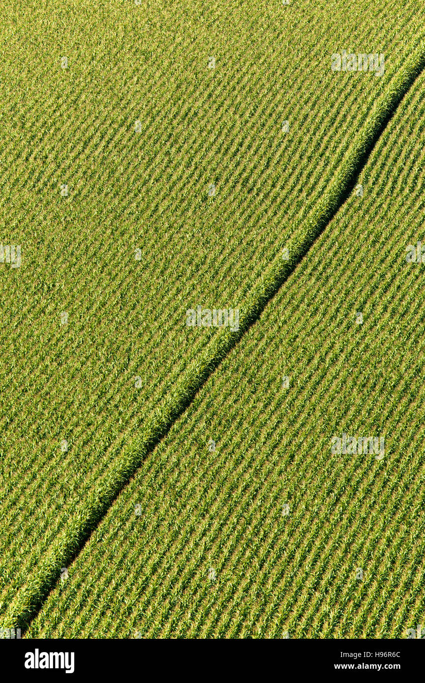 Corn field, Dordogne, France Stock Photo - Alamy