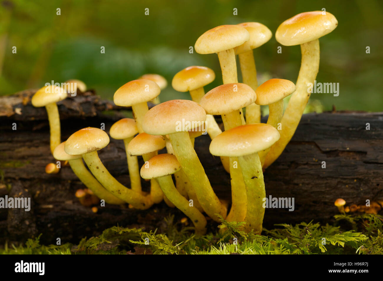 Sulphur Tuft (Hypholoma fasciculare Stock Photo - Alamy