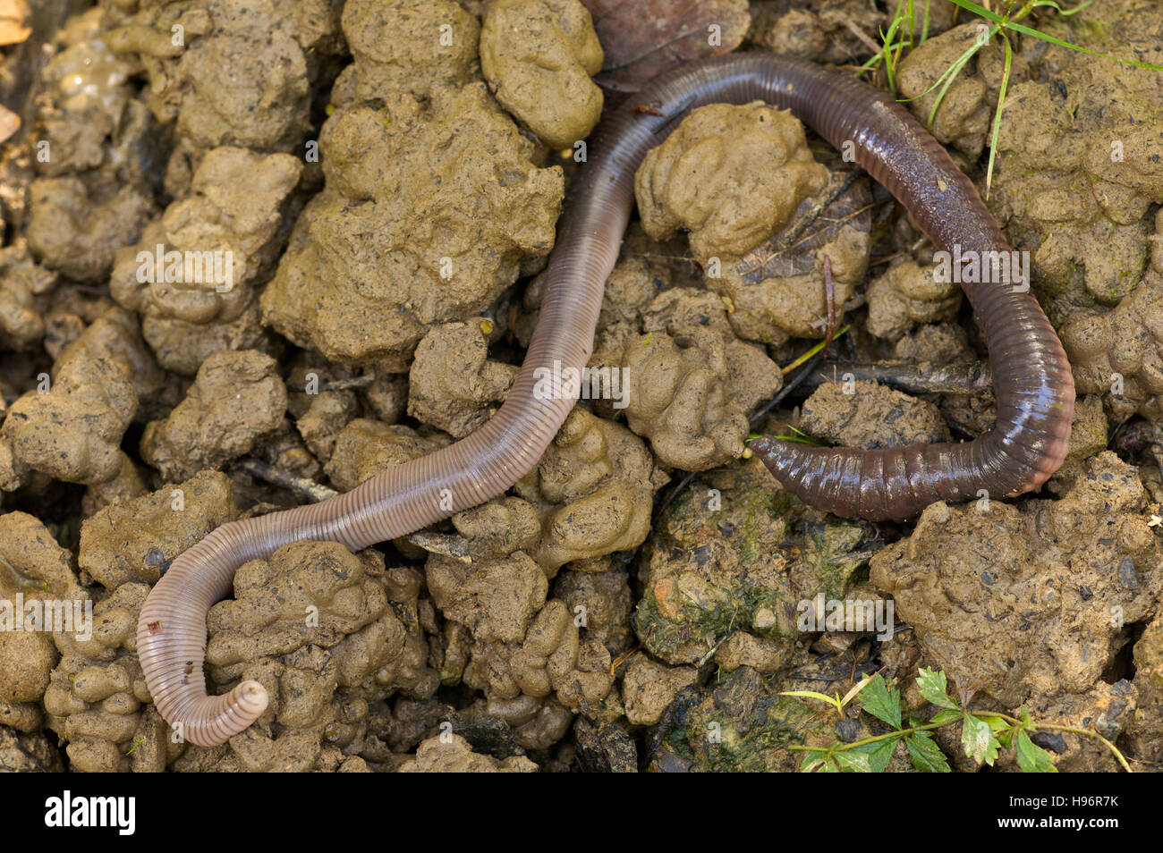 Lumbricus hi-res stock photography and images - Alamy