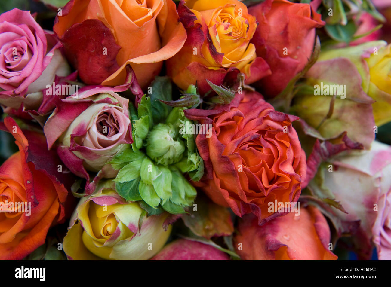 Bouquet of roses, field-grown roses Stock Photo - Alamy