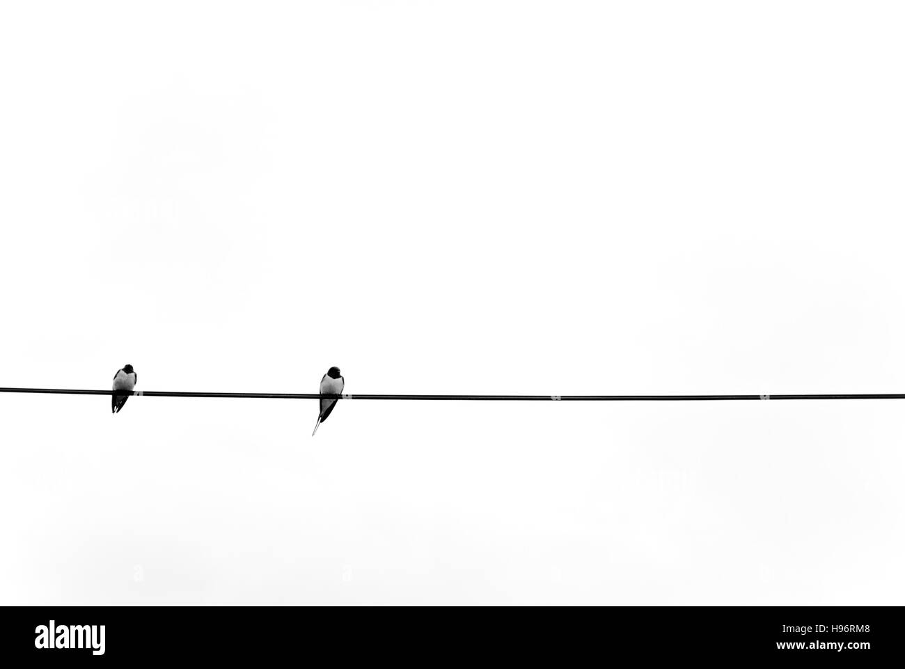 Two black birds sitting on hi-res stock photography and images - Alamy