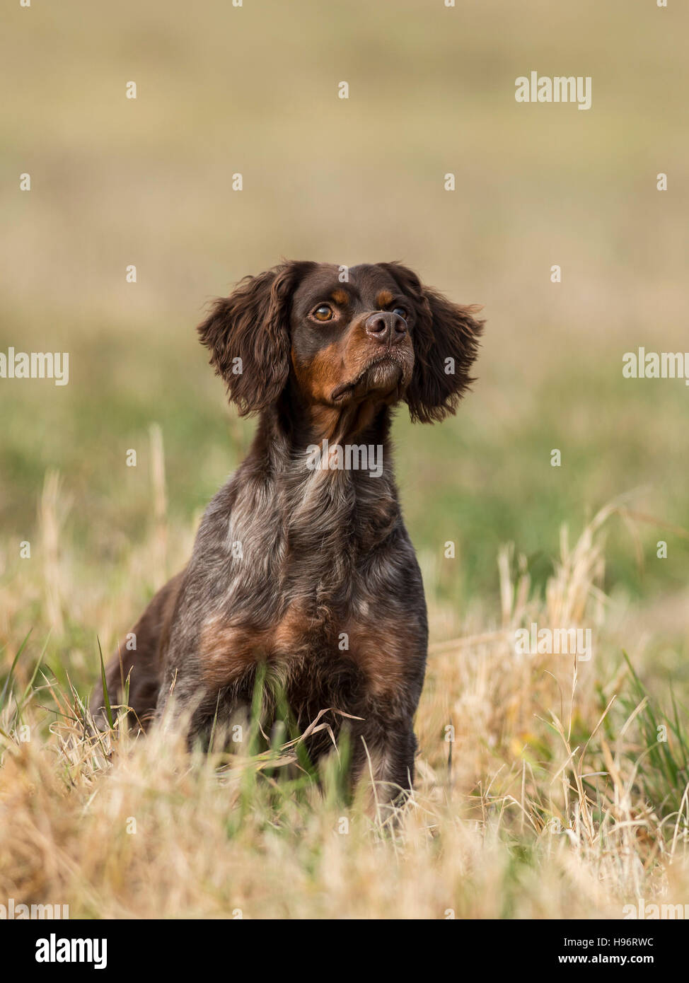 A French Brittany Spaniel Stock Photo - Alamy