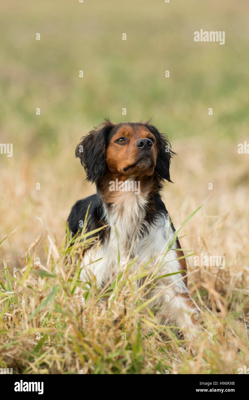 A French Brittany Spaniel Stock Photo - Alamy