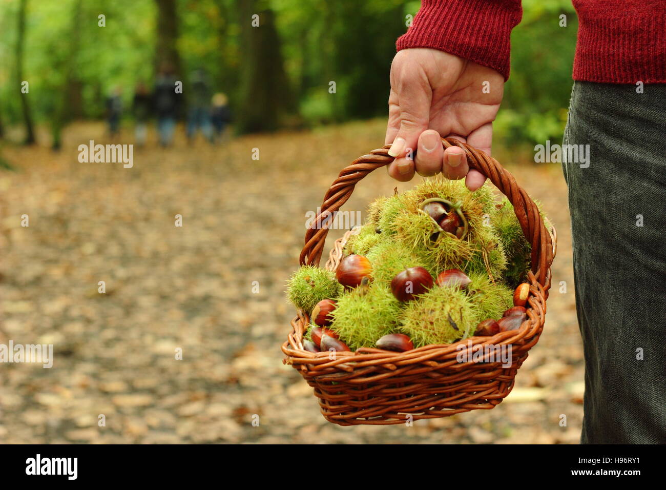 Freshly foraged sweet chestnuts (castanea sativa) are carried in a trug ...