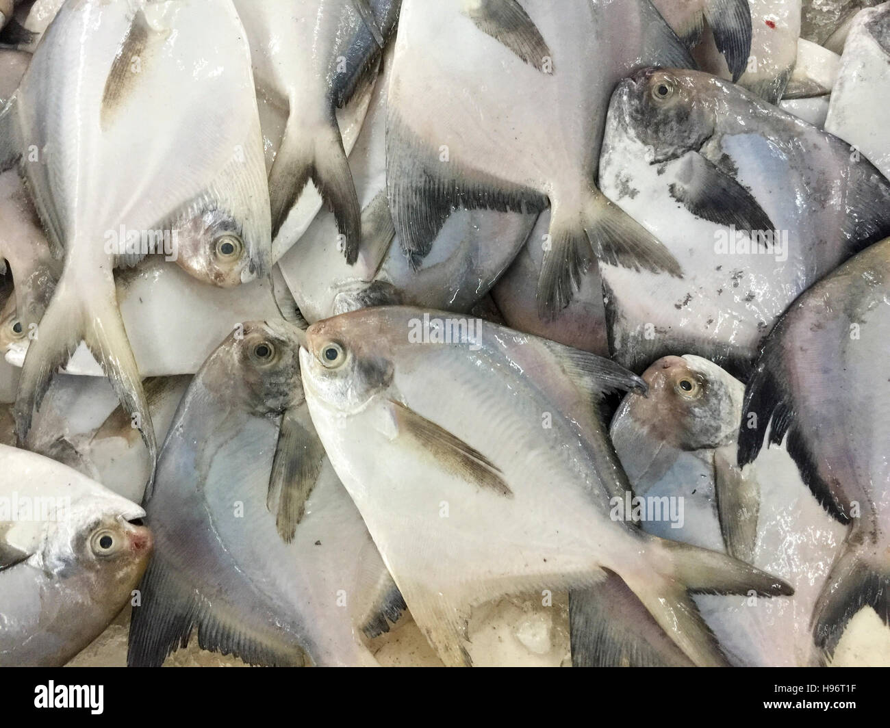 Close up of fresh fish pomfret or local called Bawal Fish on display at ...