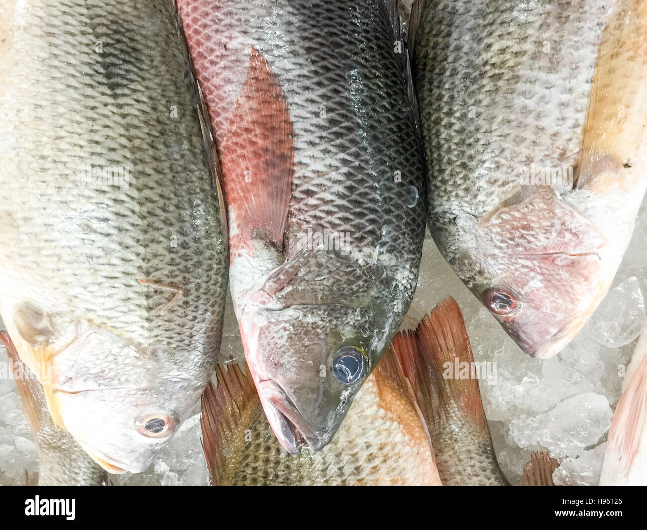 Close up of fresh fish John's Snapper, golden snapper or local called ...