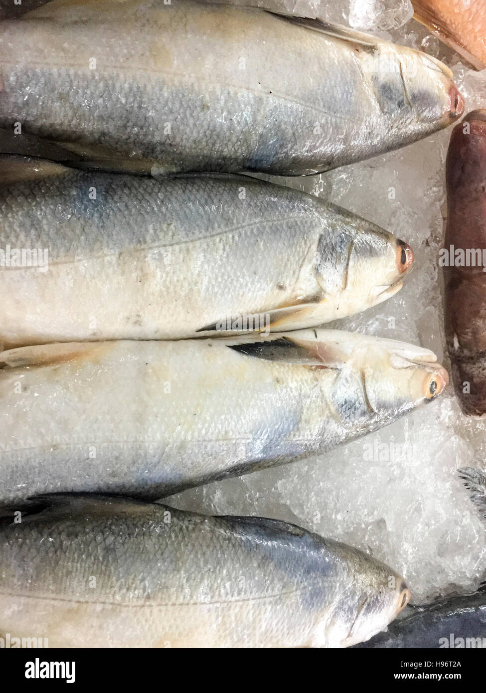 Close up of fresh fish Eleutheronema tetradactylum or local called ...