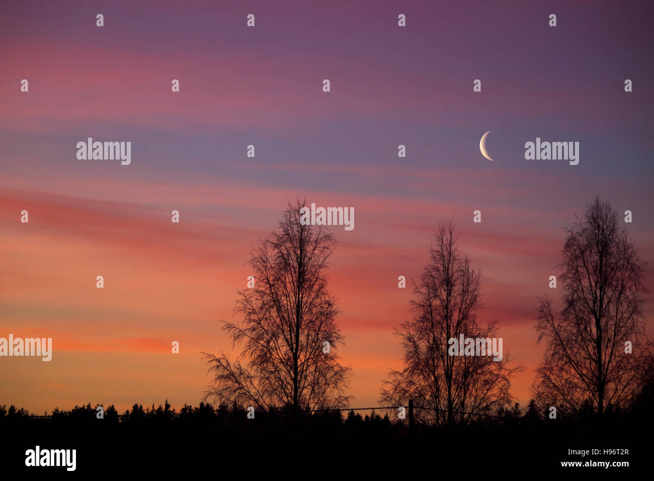 Moon and small tree hi-res stock photography and images - Alamy