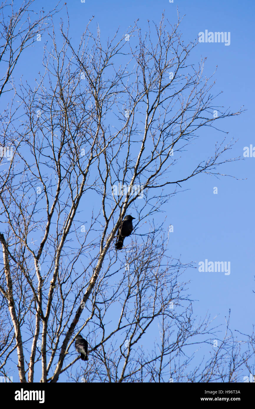 Crow tree hi-res stock photography and images - Alamy