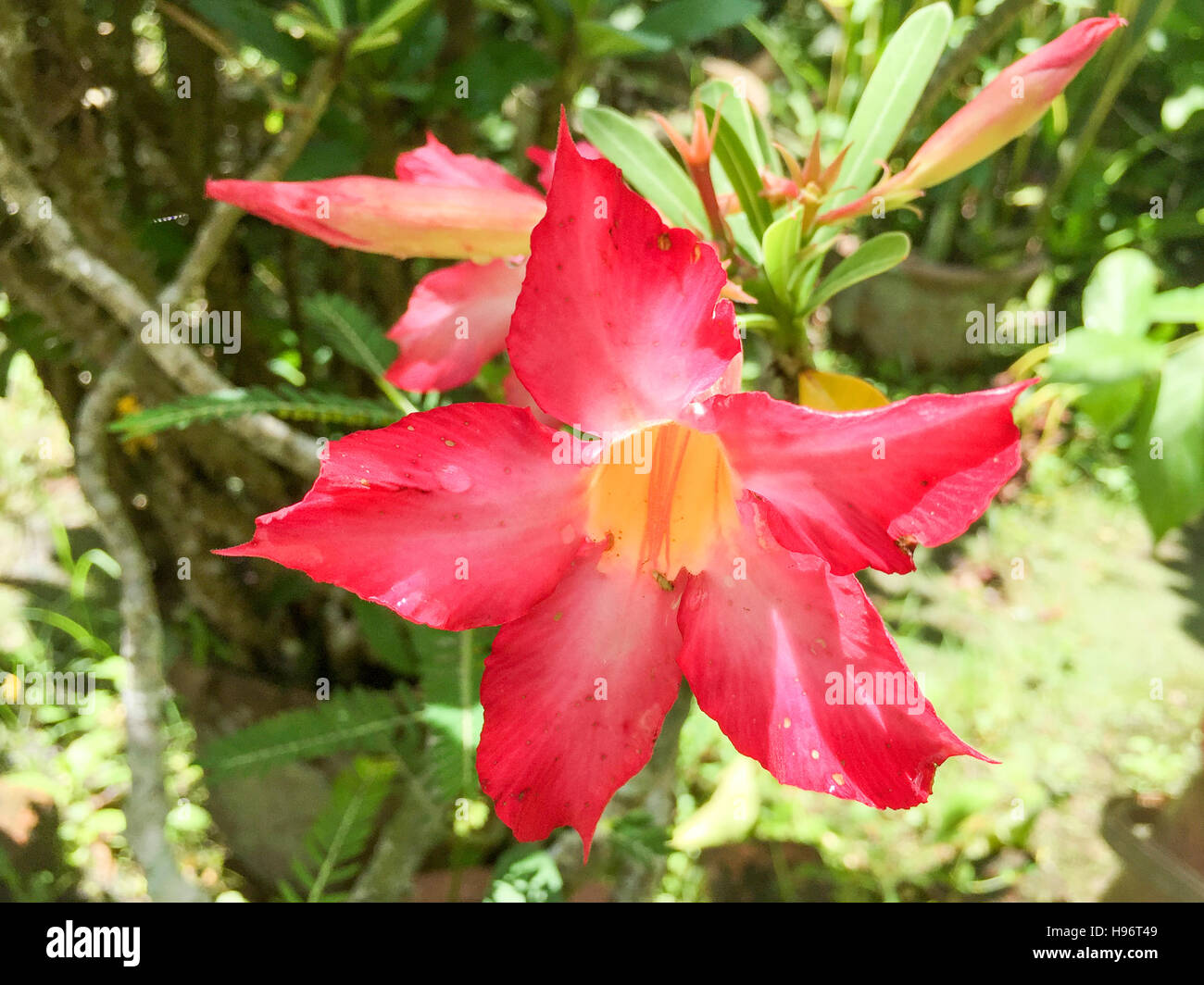 Impala Flower High Resolution Stock Photography and Images - Alamy
