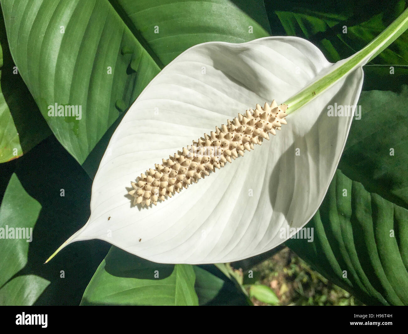 White Calla (Bog Arum, Marsh Calla, Wild Calla, and Water-arum) is a ...