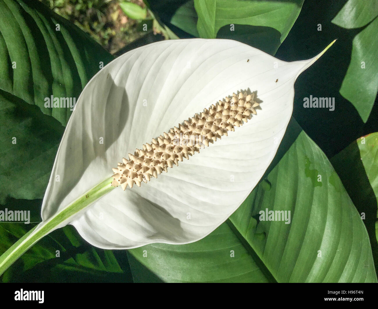 White Calla (Bog Arum, Marsh Calla, Wild Calla, and Water-arum) is a ...