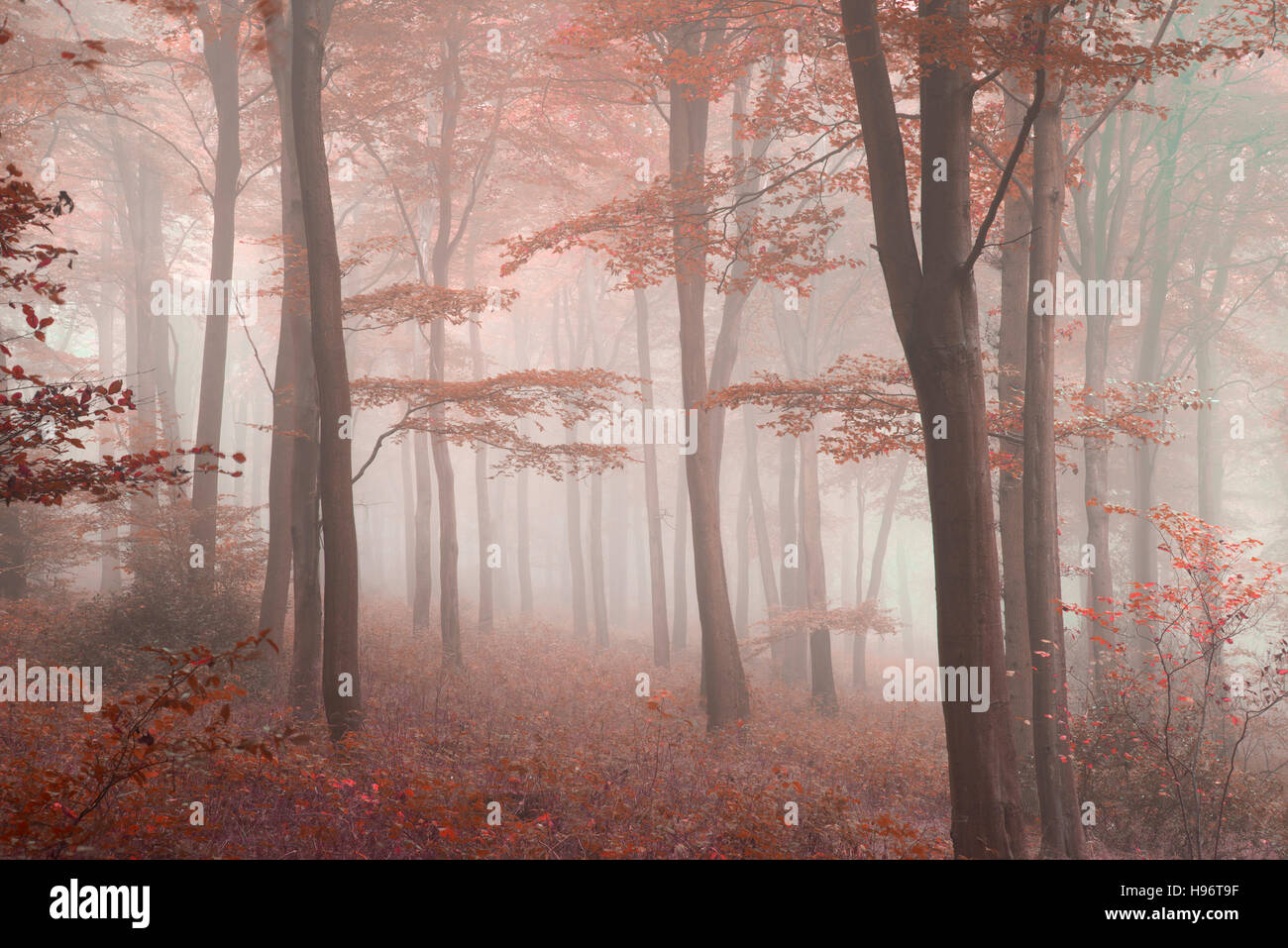 Stunning vibrant evocative Autumn Fall foggy forest landscape Stock ...