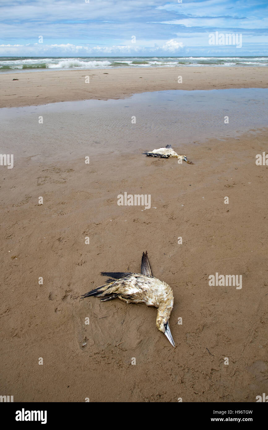 Beach Pollution Birds Stock Photos & Beach Pollution Birds Stock Images ...