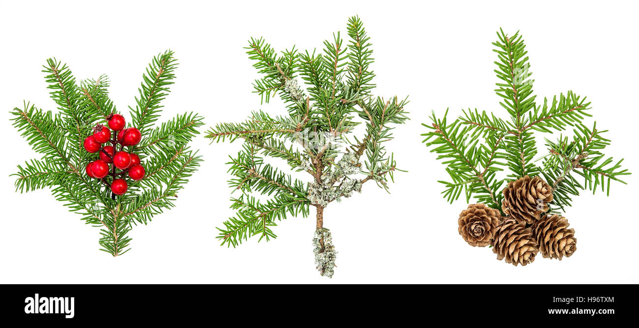 Pine tree berries hi-res stock photography and images - Alamy