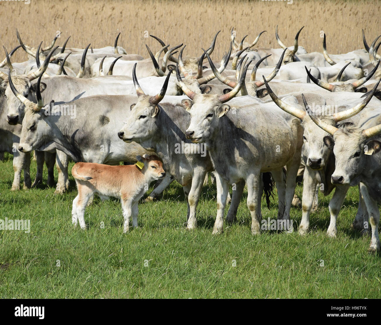 Gray wild cattles Stock Photo - Alamy
