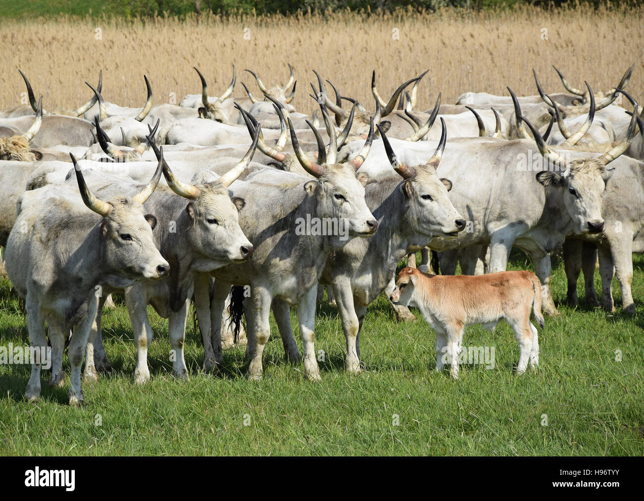 Gray wild cattles Stock Photo - Alamy