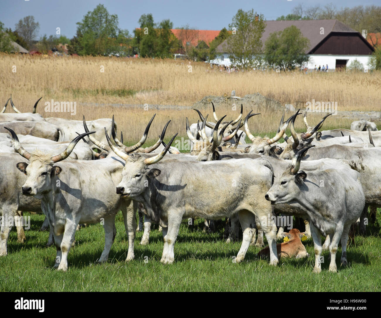 Gray wild cattles Stock Photo - Alamy