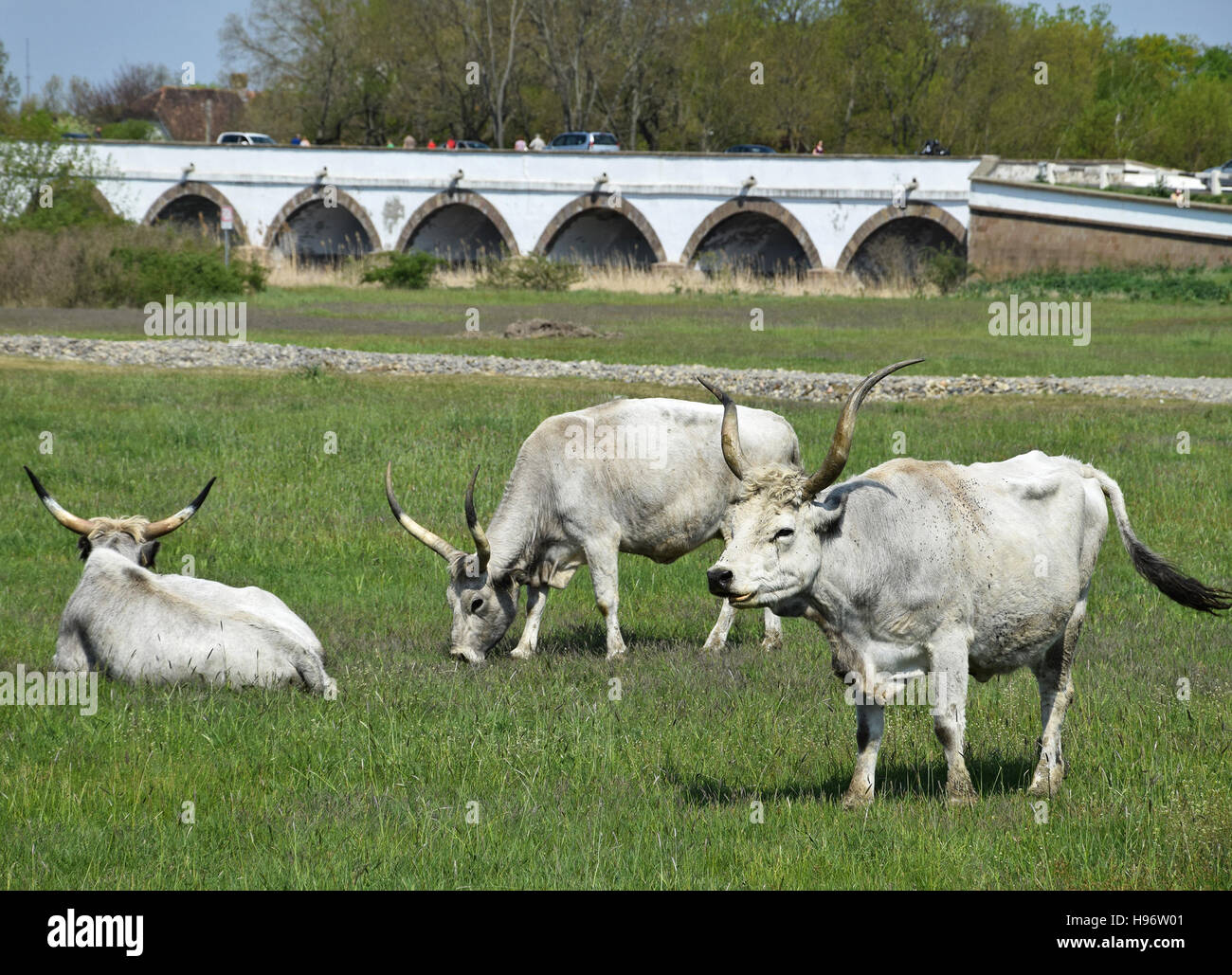 Gray cattle hi-res stock photography and images - Alamy