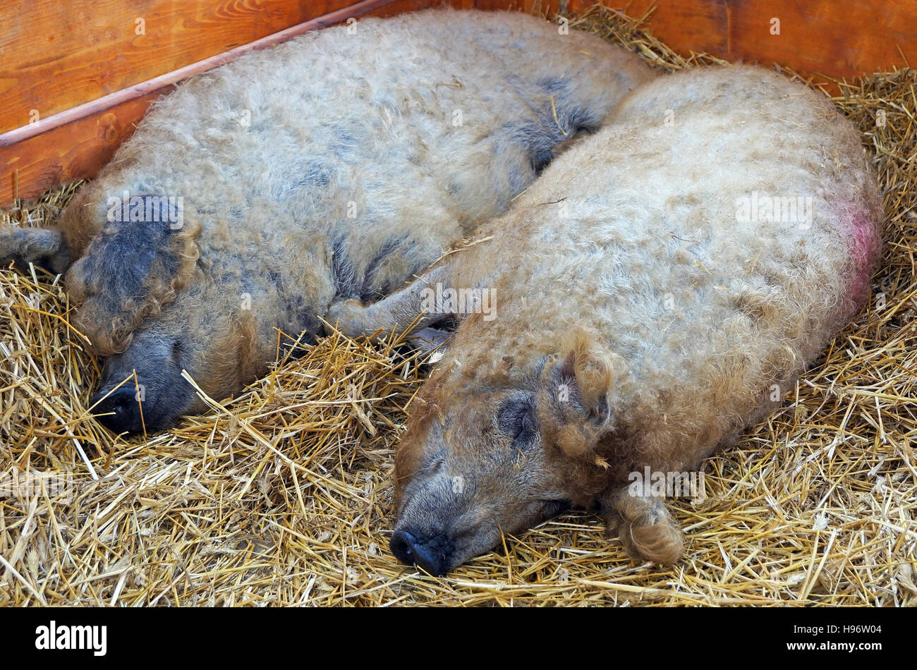 Mangalica hi-res stock photography and images - Alamy