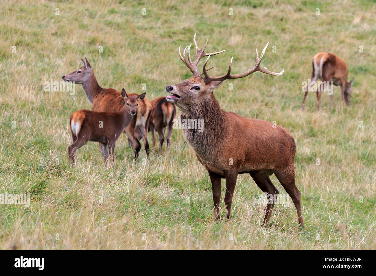 Red stag roaring scotland hi-res stock photography and images - Alamy