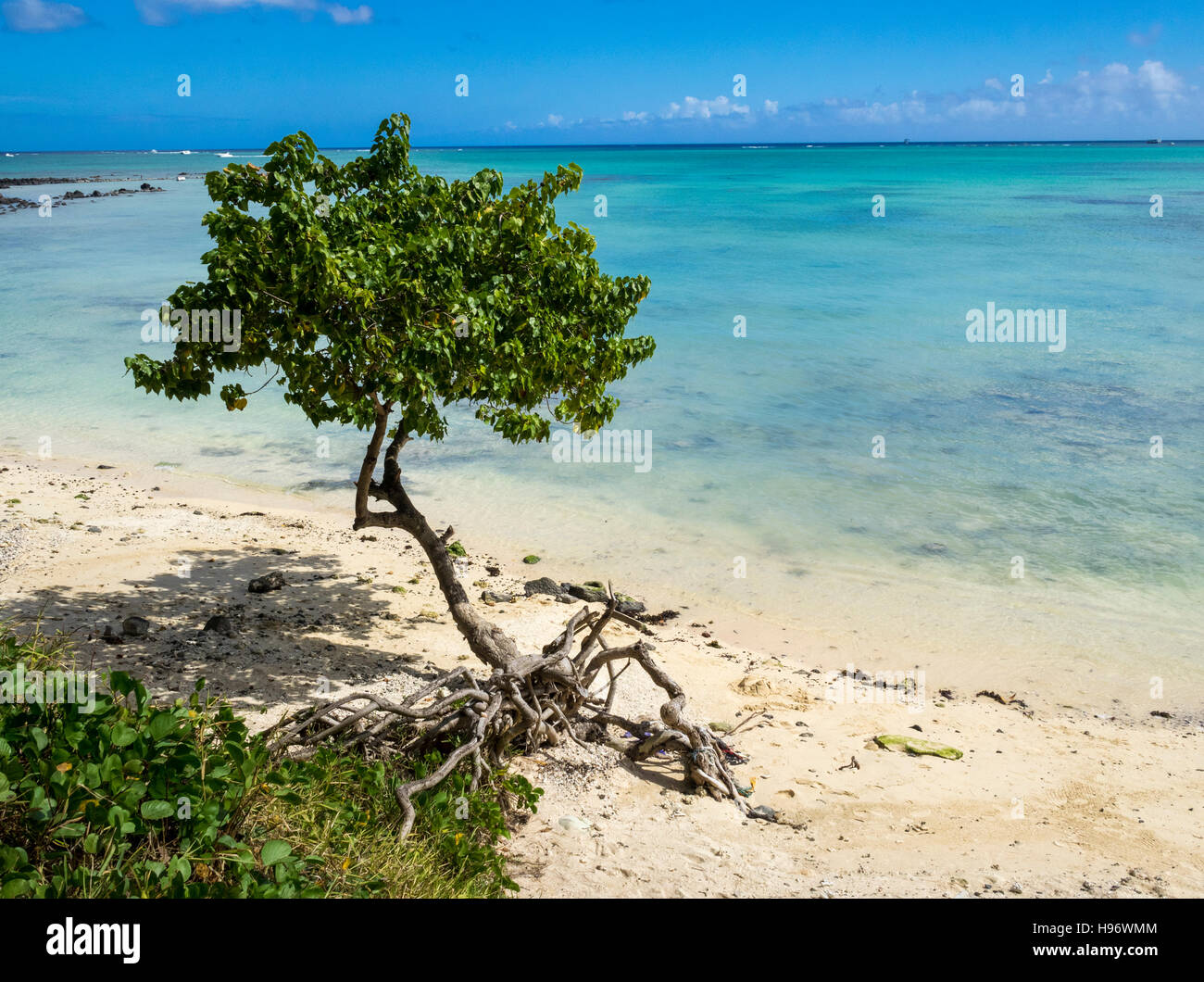 Small tree with root branches on the beach Stock Photo - Alamy