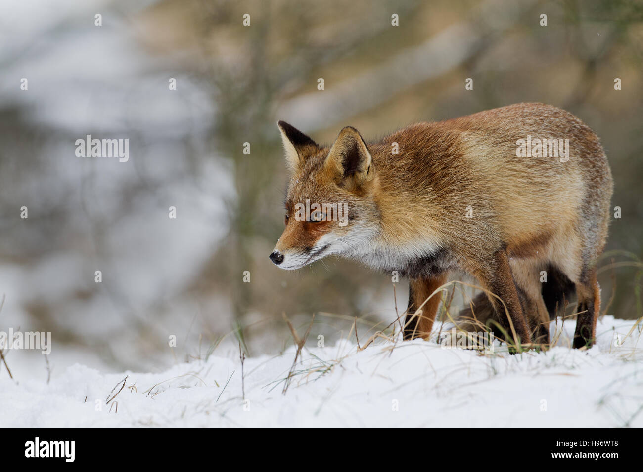 Red fox in wintertime Stock Photo - Alamy