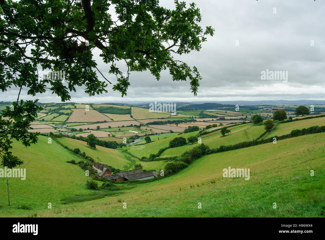 English Countryside Hedgerow High Resolution Stock Photography and ...