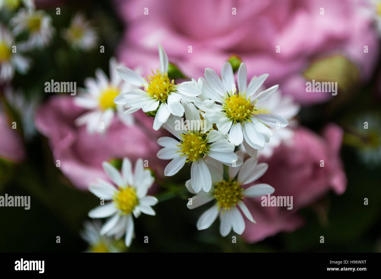 White cutter flowers used in bouquet as supplementary Stock Photo - Alamy