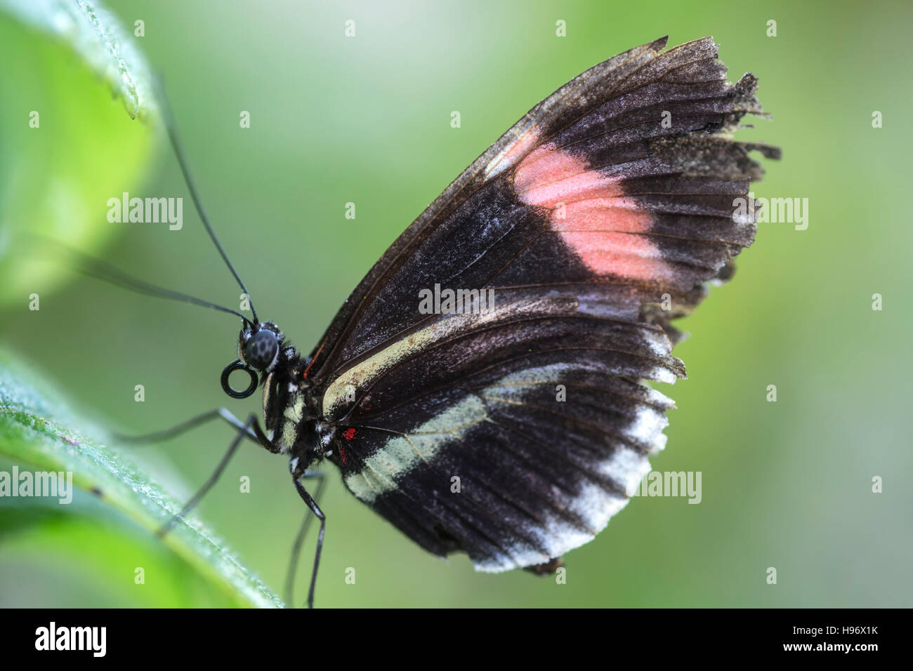 Red Postman (Heliconius erato) butterfly, Butterfly Pavilion ...