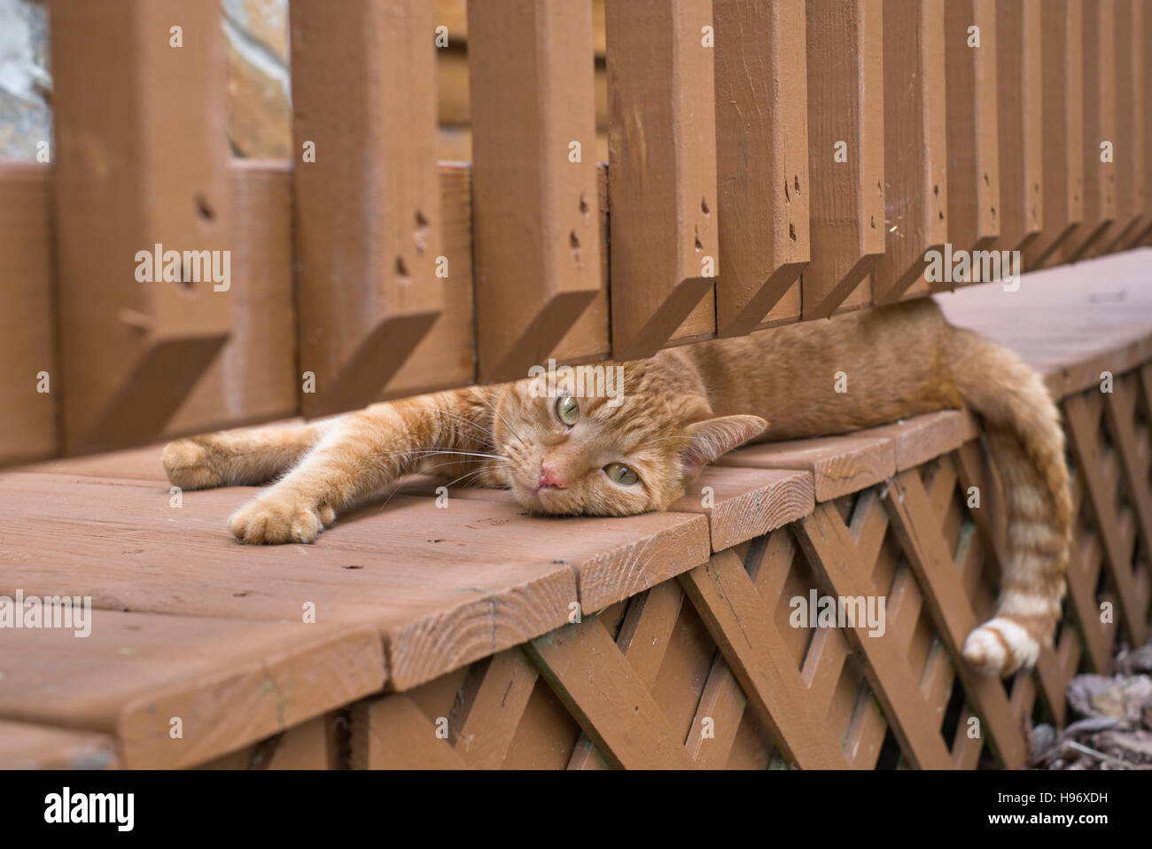 Orange tabby cat outdoors lying down under front porch railing Stock ...