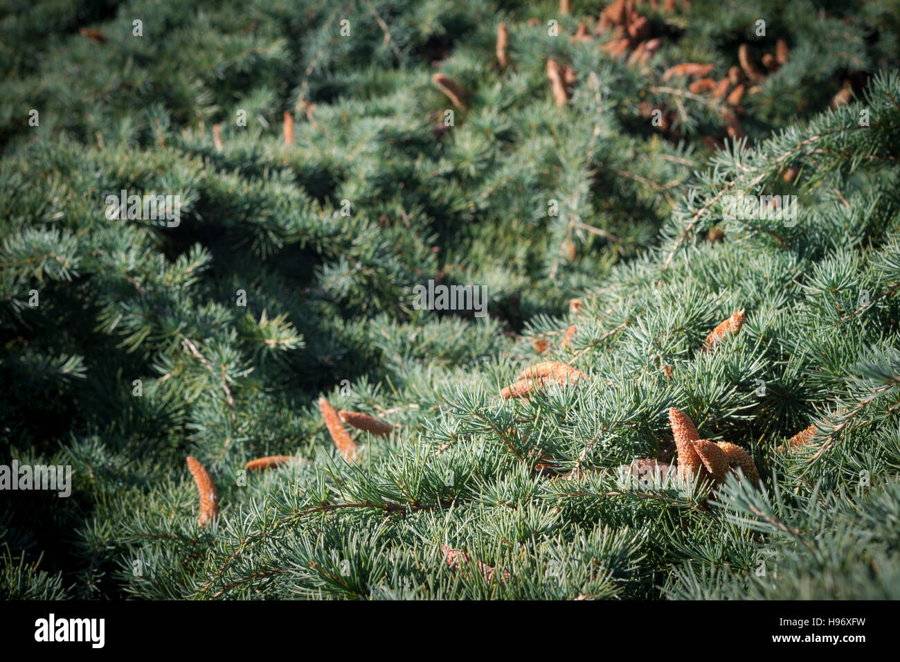 Horizontal texture background with fir tree branches with cones close ...