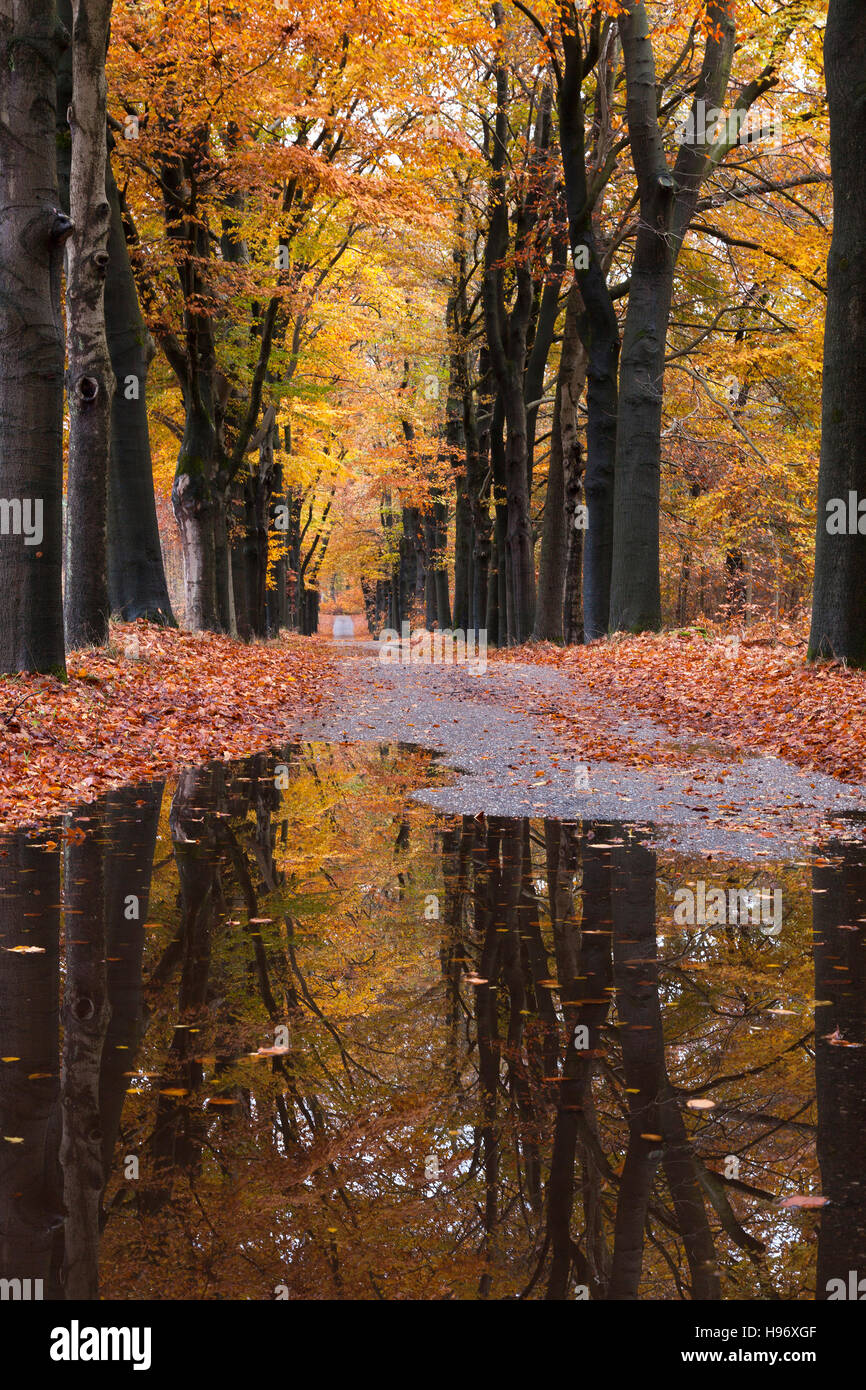 puddles on forest road between yellow leaves of beech trees in the ...
